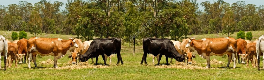 Australian beef cattle cow border — Stock Photo © sherjaca #6790817