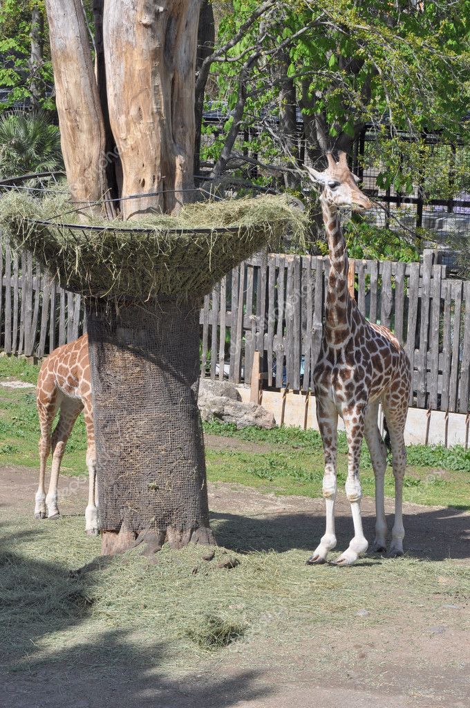 Giraffe — Stock Photo © scrisman #6769266