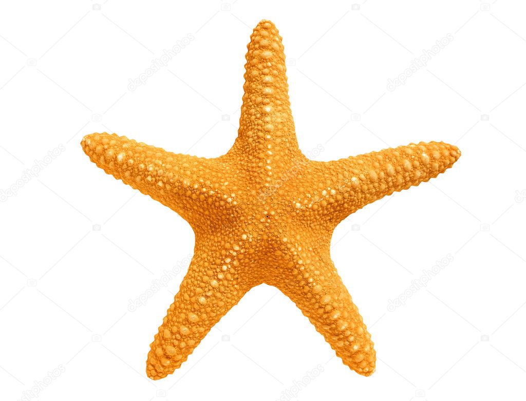 Big yellow sea-star isolated on white background — Stock Photo ...