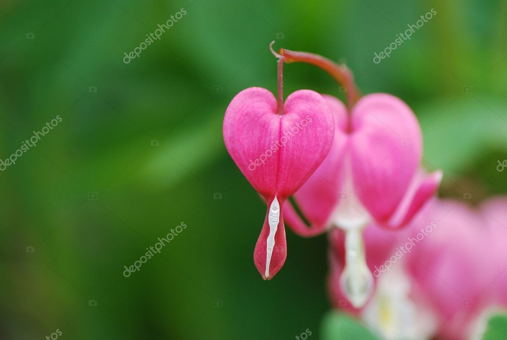 Beautiful abstract bleeding heart flower — Stock Photo © red-feniks ...