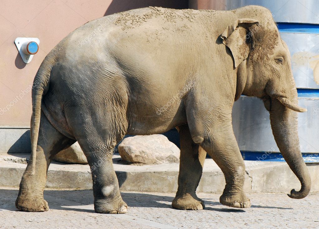 An elephant's back side close up — Stock Photo © red-feniks #7105627