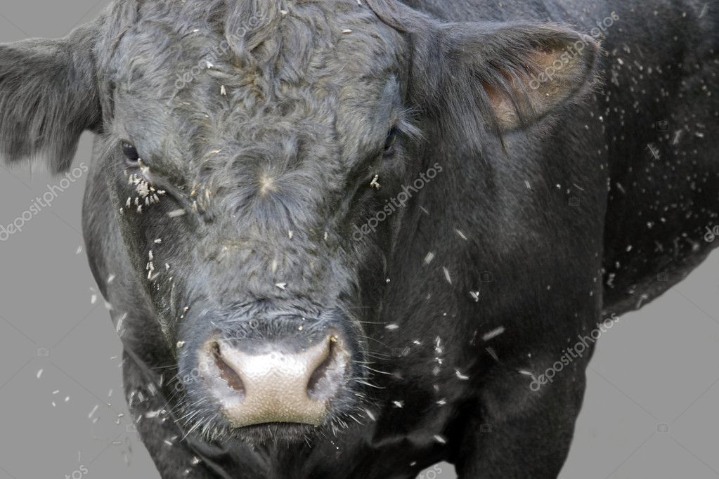 Fly scourge and cow — Stock Photo © prill #7238142
