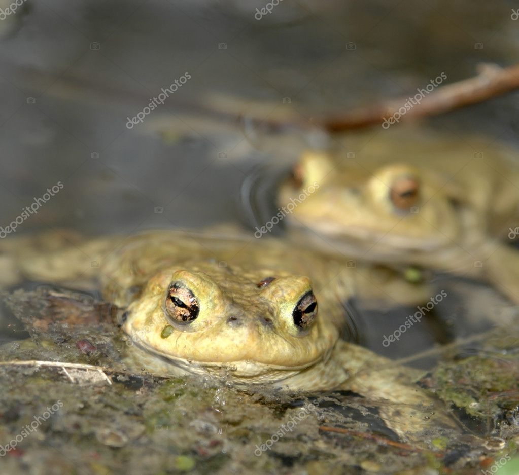 Common toads in a pond — Stock Photo © prill #7297916