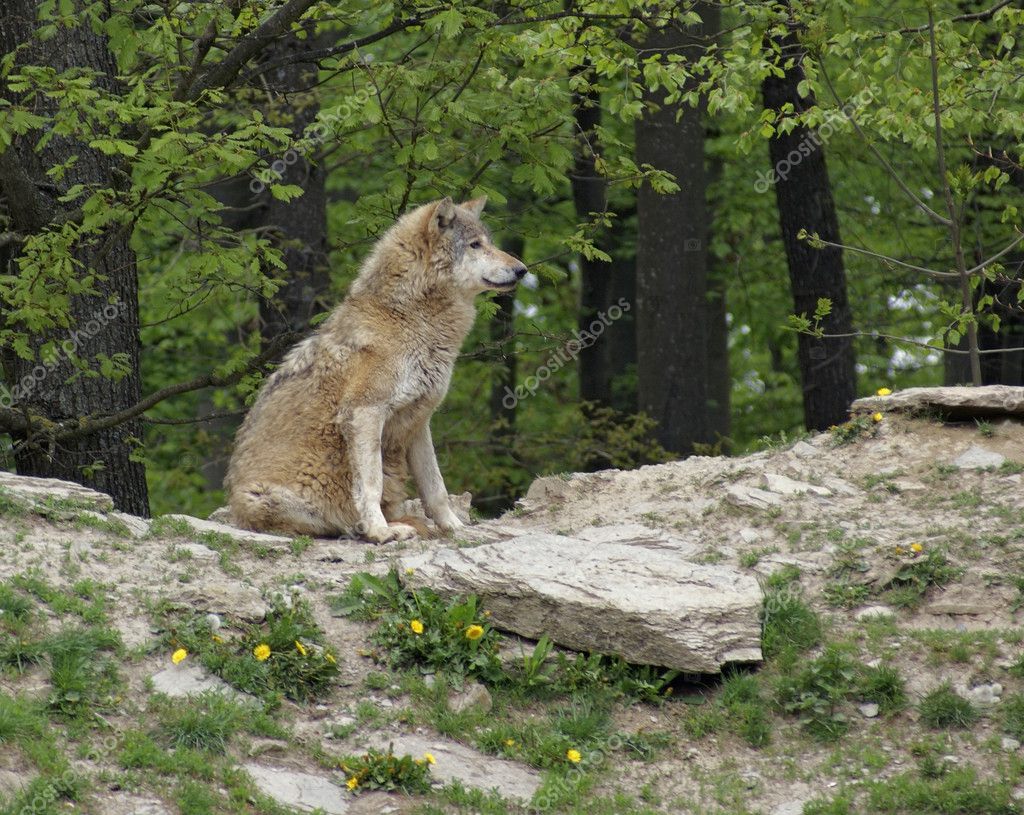 Gray Wolf sitting on small hill Stock Photo by ©prill 7656159