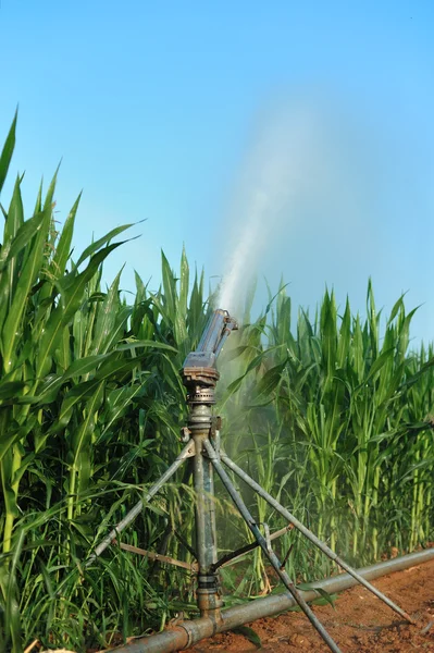 Maize irrigation Stock Photos, Royalty Free Maize irrigation Images ...
