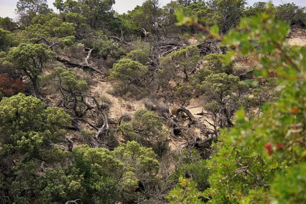 New Zealand Native Manuka Tree Forest — Stock Photo © pstedrak #207611602