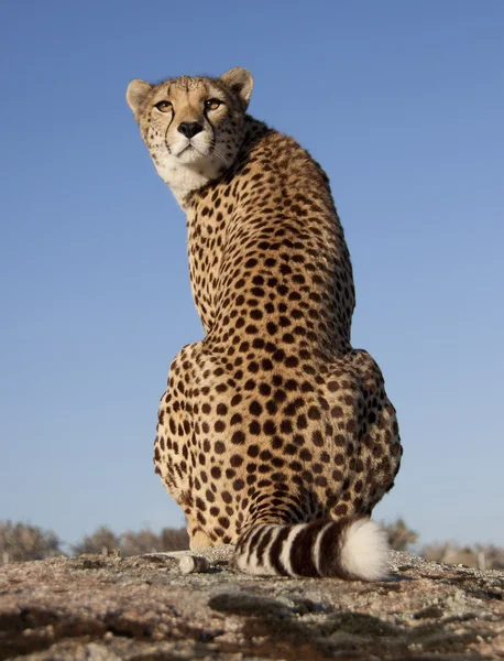 Zurückblickender Gepard, Cheetah - Stock Image - Everypixel