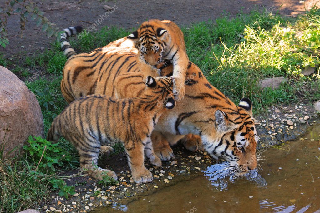 Playing tiger cubs — Stock Photo © metalmaus #7390139