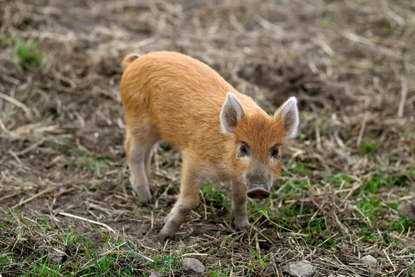 ᐈ Pig photographs stock photos, Royalty Free 2 pigs kissing images ...