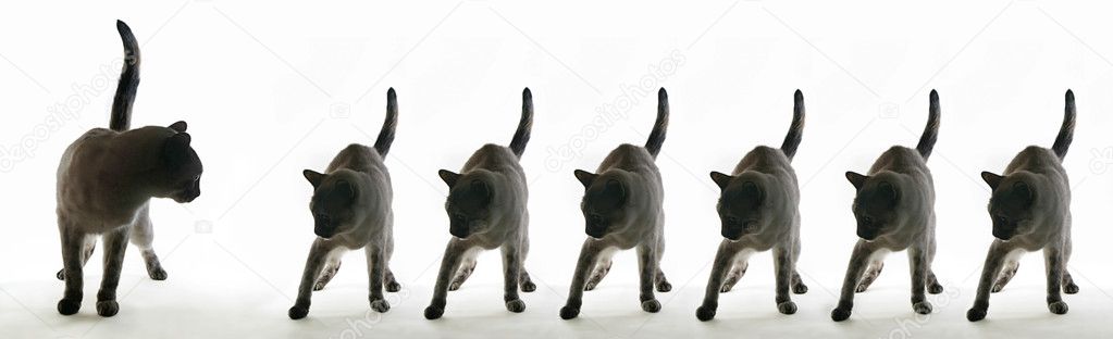 Cat ( 7 lives ) — Stock Photo © lalito #7362290