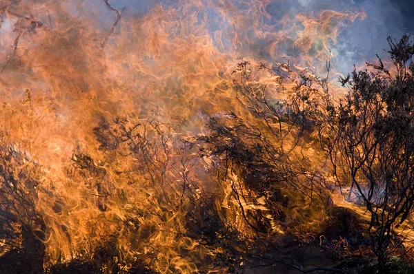 Australian bushfires Stock Photos, Royalty Free Australian bushfires ...