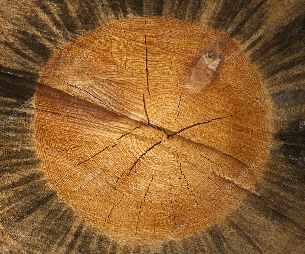 Cross section of tree — Stock Photo © PinkBadger #7186549