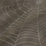 Cobweb Stock Photo by ©scaners3d 2210831