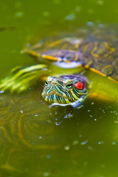 Mexican turtle Stock Photos, Royalty Free Mexican turtle Images ...