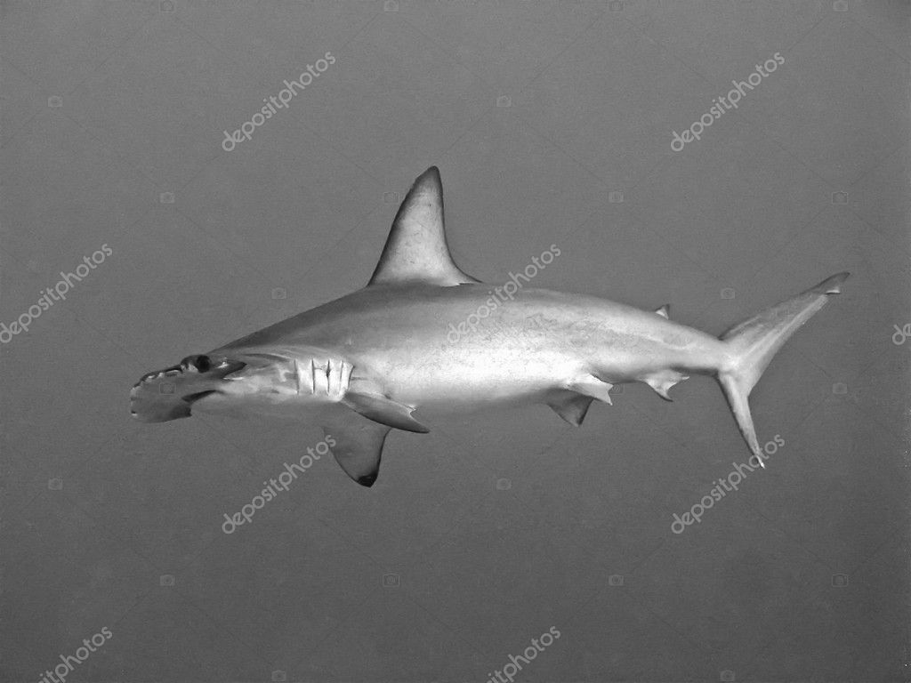 Hammer head shark Stock Photo by ©mojojojo 7207363