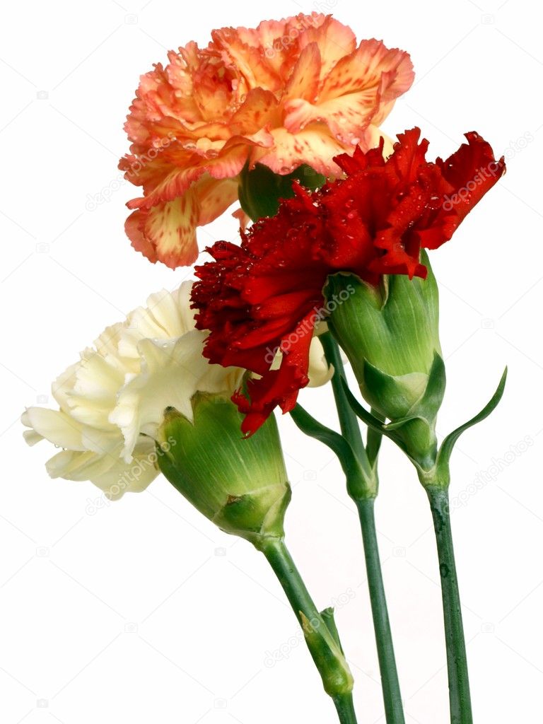 Three carnations in posy — Stock Photo © Manka #7813979