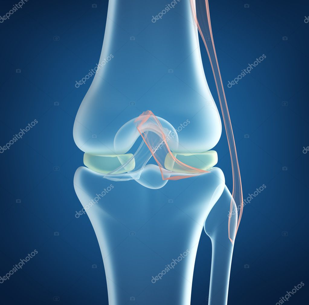 Knee joint closeup view. — Stock Photo © Alexmit #7245222
