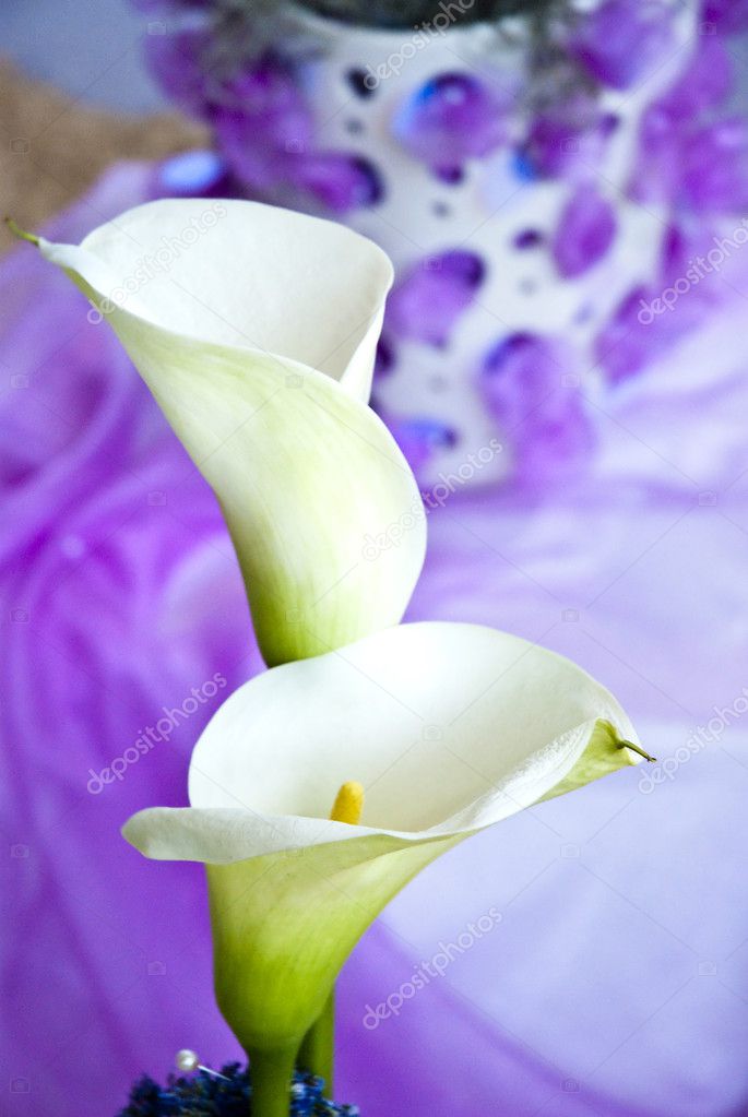 Beautiful Cala Lily flower background Stock Photo by ©mozzyb 7367392