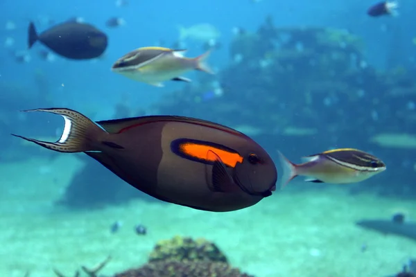 Seaworld Stock Photos, Royalty Free Seaworld Images | Depositphotos