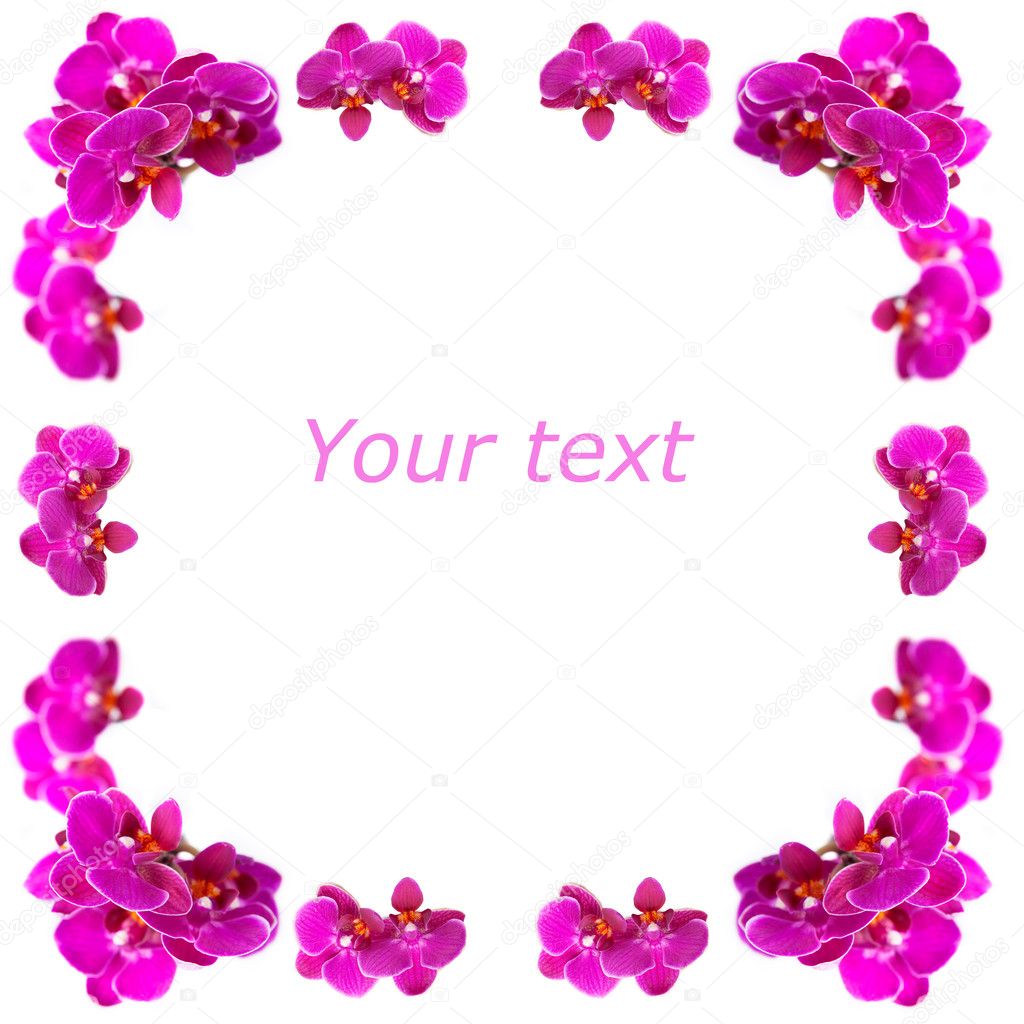 Luxurious frame of orchids — Stock Photo © miramiska #7616060