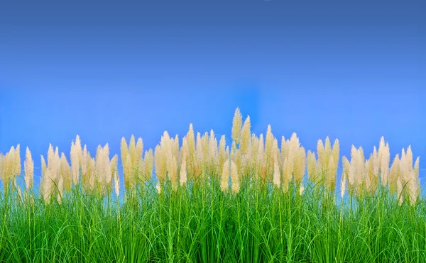 Reeds Stock Photos, Royalty Free Reeds Images | Depositphotos