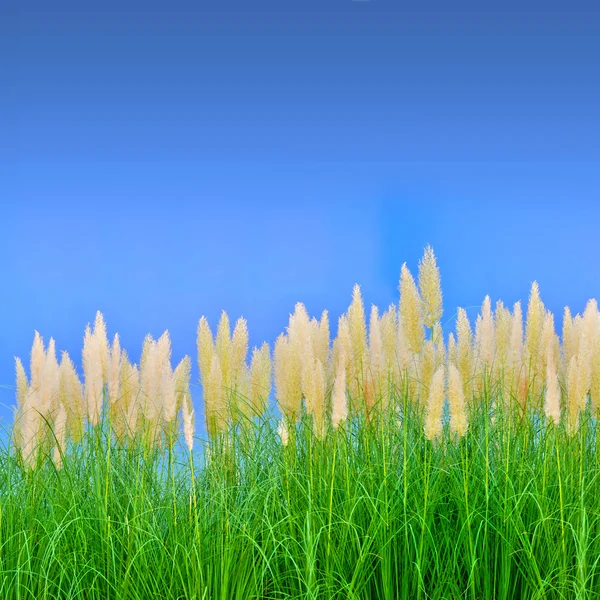 Reeds Stock Photos, Royalty Free Reeds Images | Depositphotos