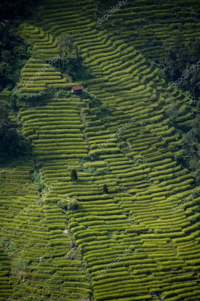 Little house inbetween rice terraces on hillside — Stock Photo ...