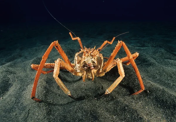 Crustacean arthropod animals Stock Photos, Royalty Free Crustacean ...