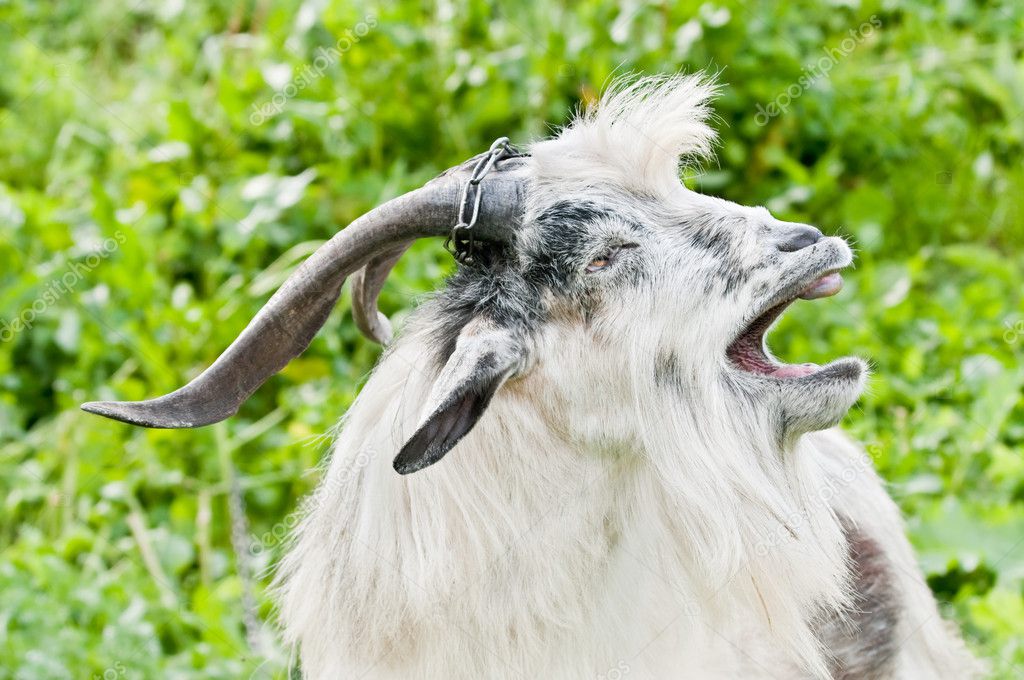 Domestic goat Stock Photo by ©starush 7796201