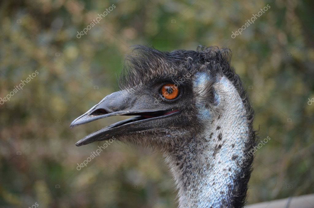 Australian Emu Stock Photo by ©ozflash 7911530