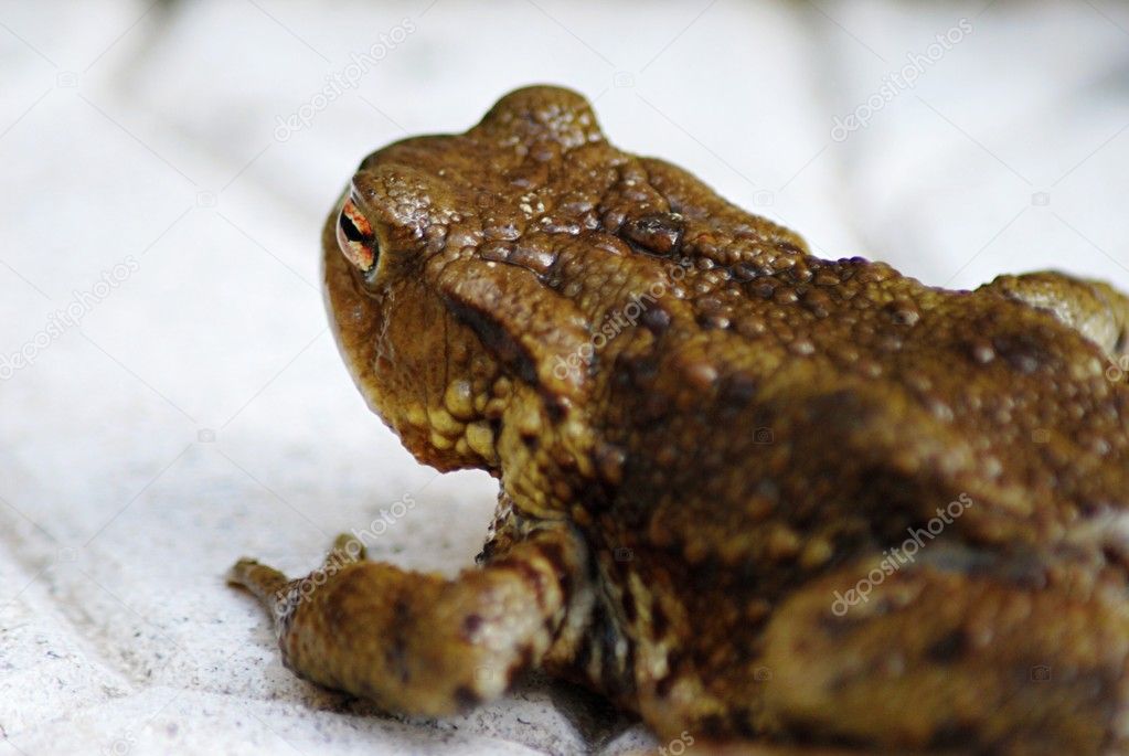 Ugly frog — Stock Photo © hamikus #7881866