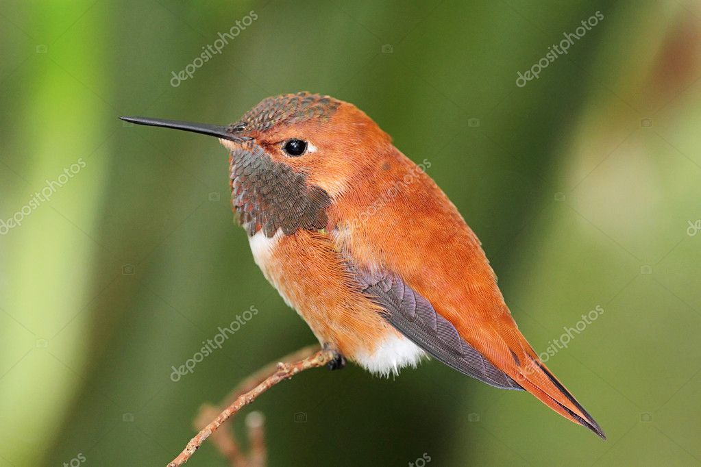 Rufous Hummingbird (Selasphorus rufus) Stock Photo by ©steve_byland 7923082