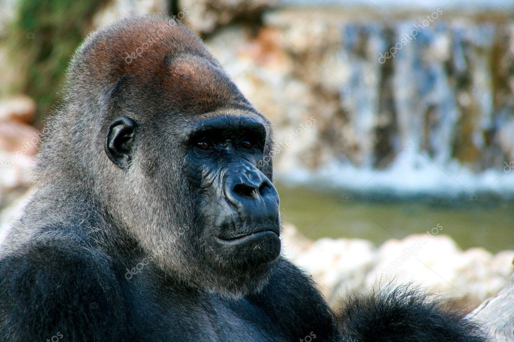 Thinking Gorilla